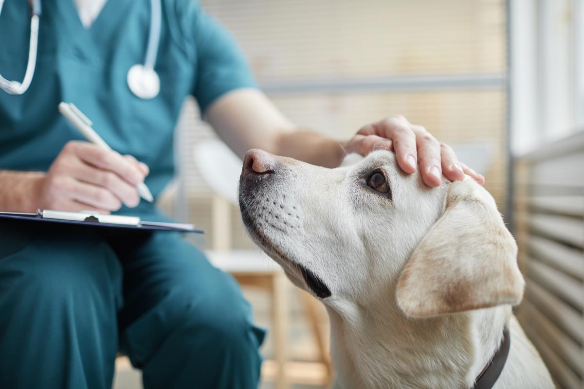 Veterinary Practices and clinics Brokerage services | Next Best Exit